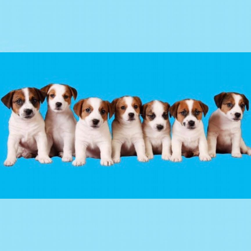 Джек-рассел-терьер, щенок