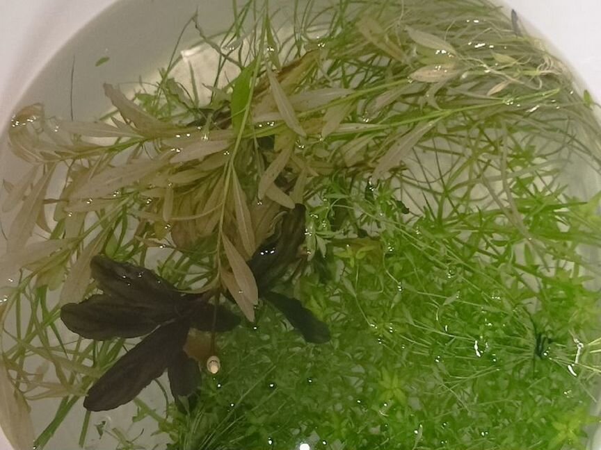 Аквариумные растения, прополка