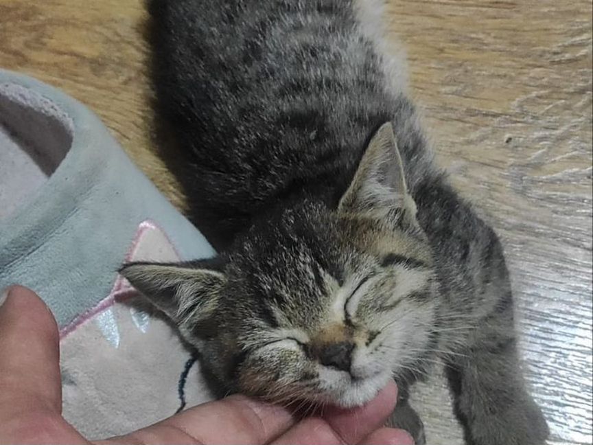 Котята в добрые руки бесплатно