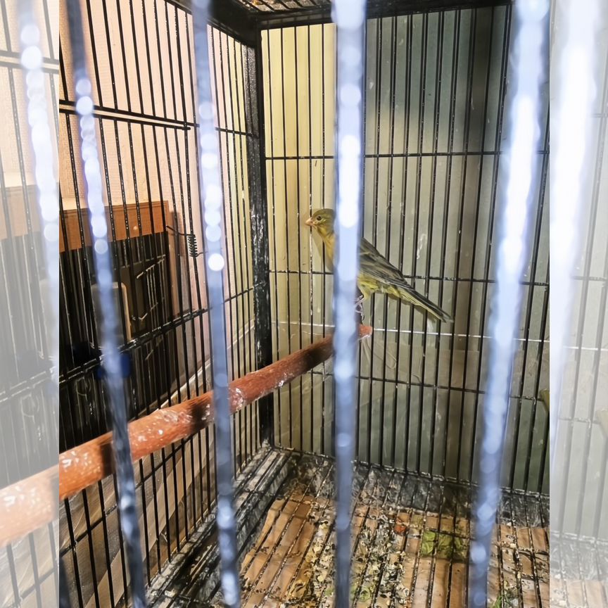 Канарейки овсяночного напева