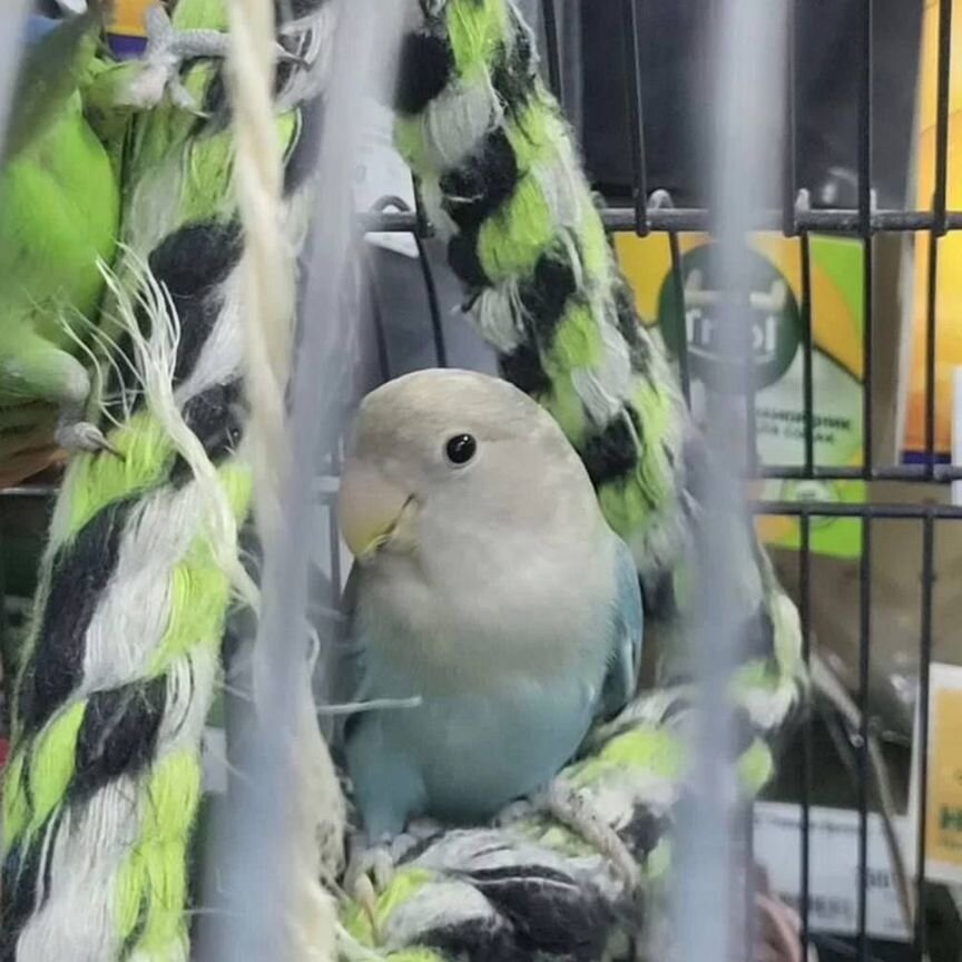 Попугай неразлучники выкормыш