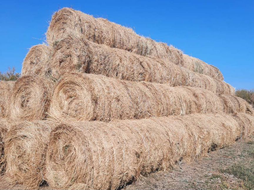 Сено в рулонах 2023