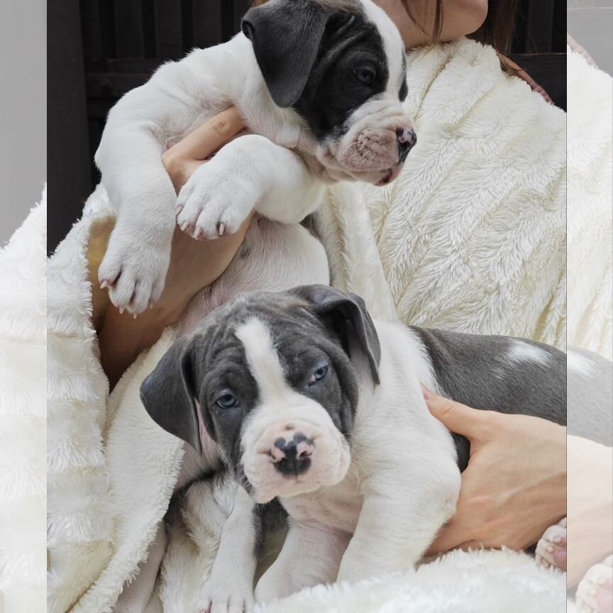 Американский стаффордширский терьер, щенок