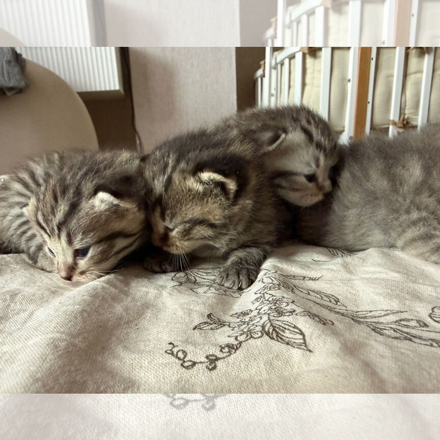 Британский короткошёрстный котёнок