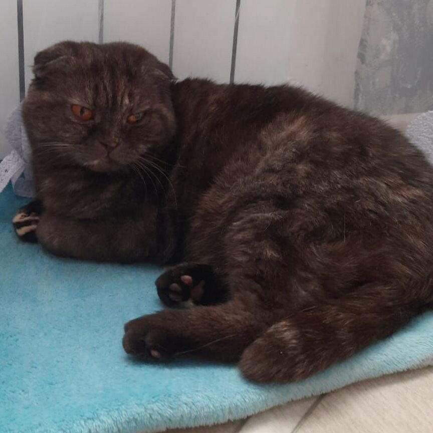 Вислоухая кошка