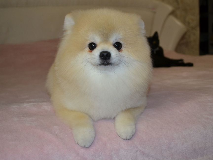 Ищем девочку шпица для нашего мальчишки)