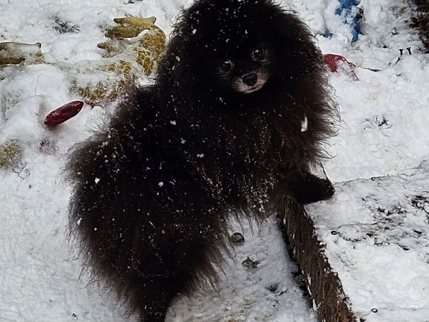 Взрослая девочка шпица