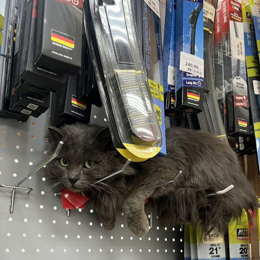 Взрослый кот в добрые руки