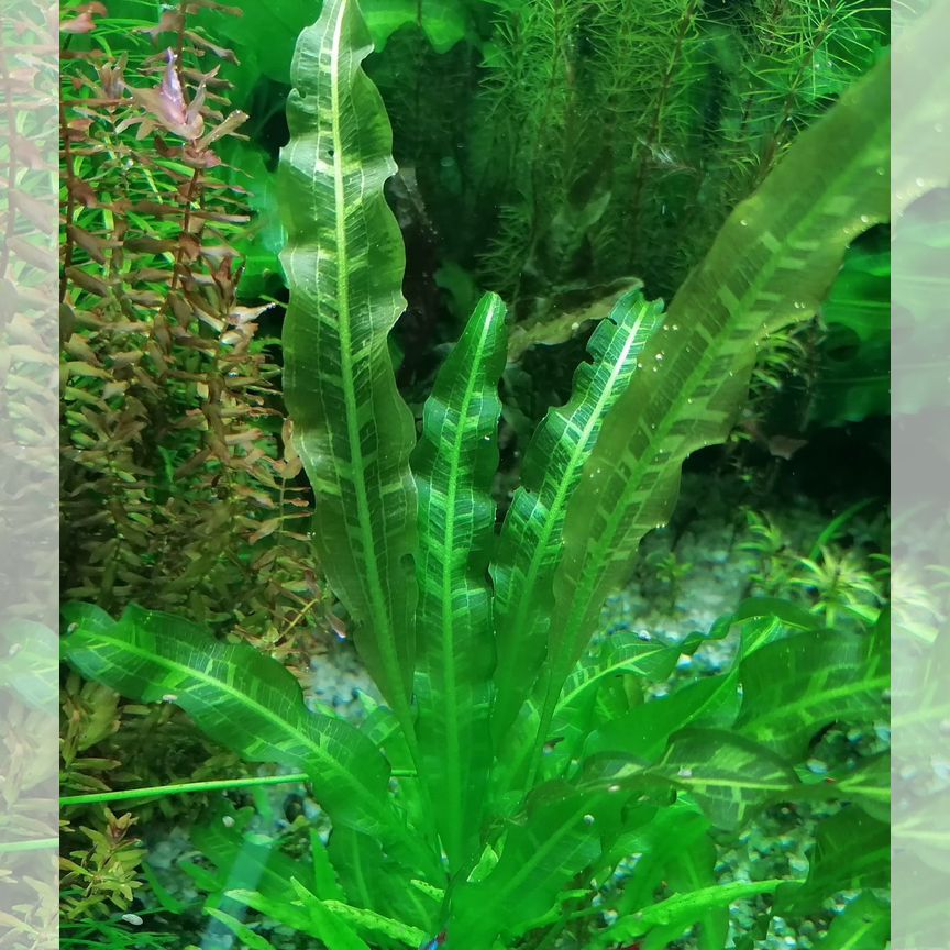 Аквариумные растения