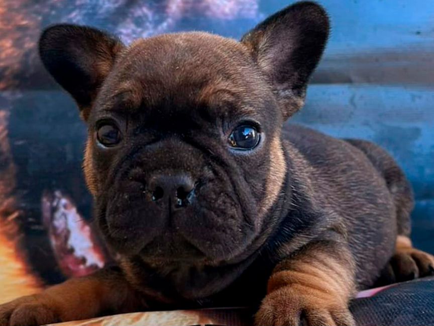 Французский бульдог щенок мальчик