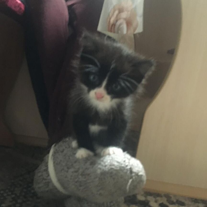 Котенок 1 месяц