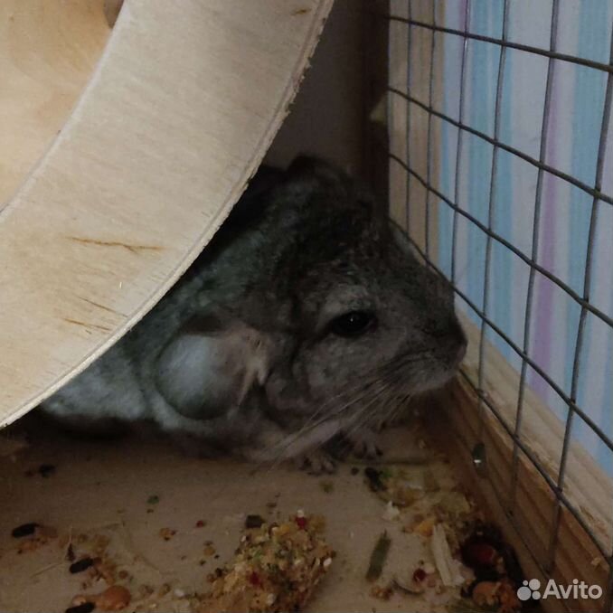 Серебристая шиншилла