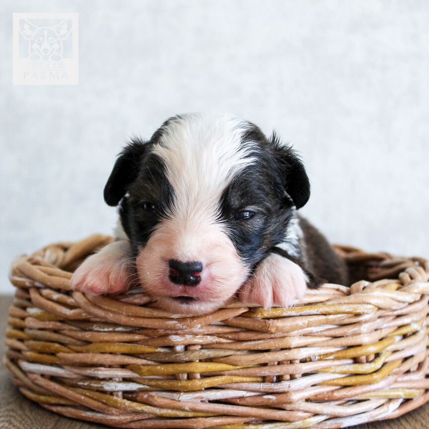 Вельш корги