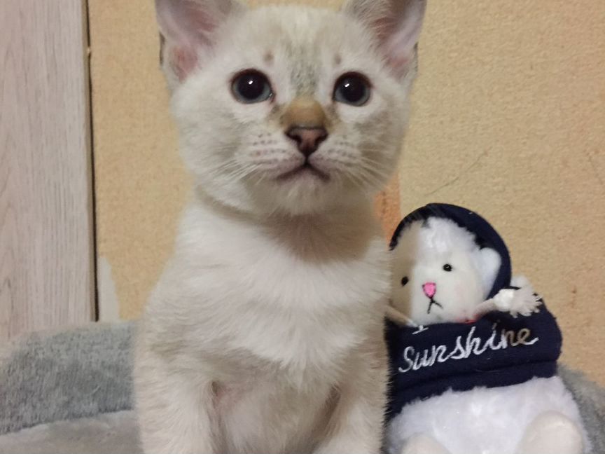 Тайские котята