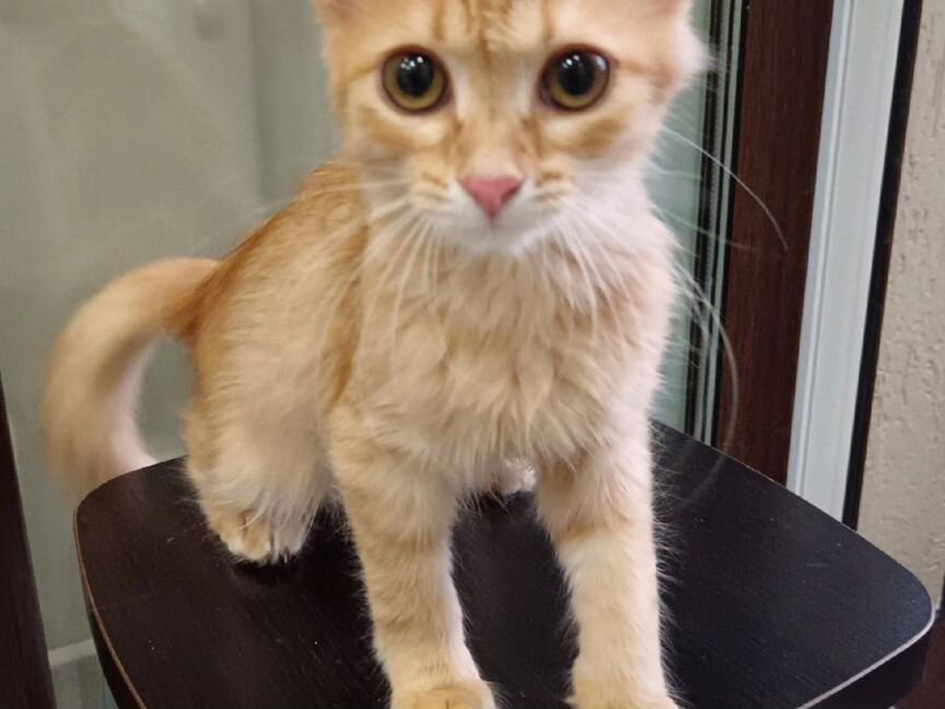 Котенок Одуванчик