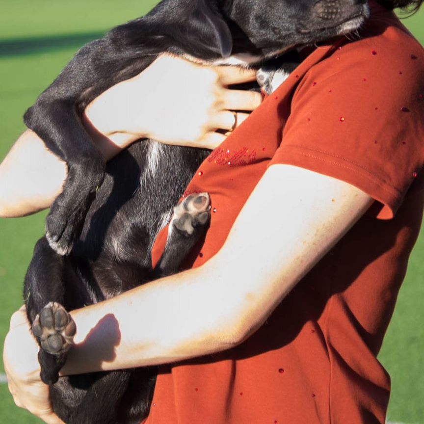 Красивая собака на детской площадке