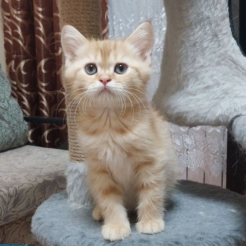 Шотландский красный котик