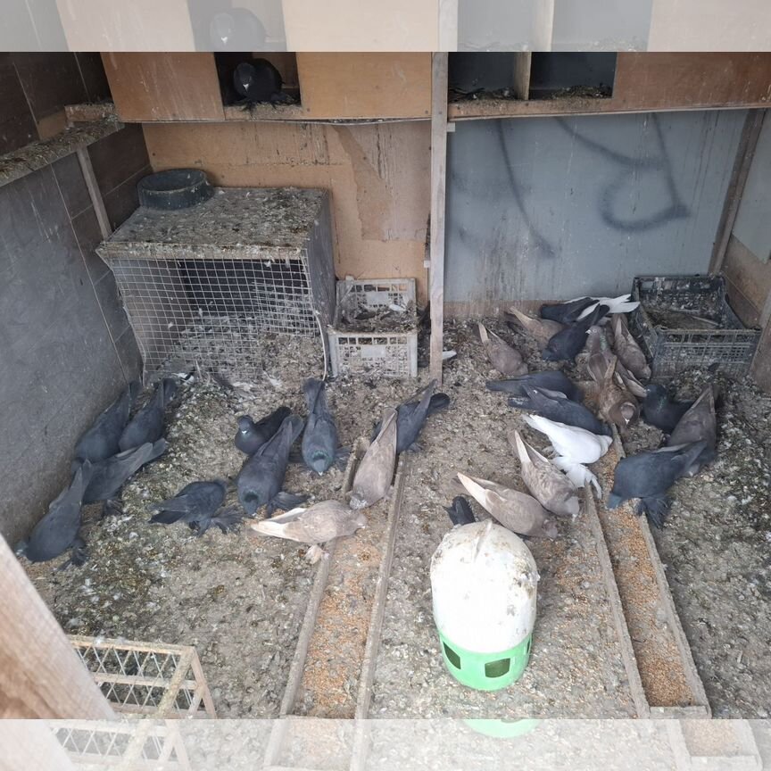 Продам голубей