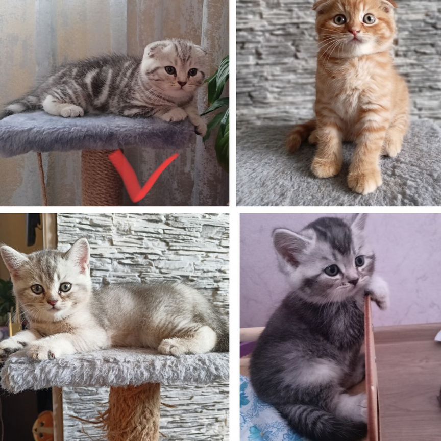 Котята