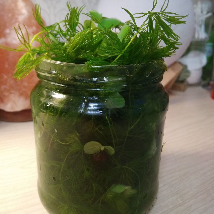 Аквариумное растение