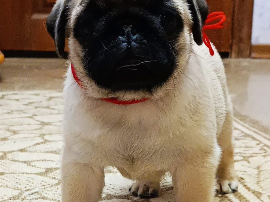 Щенки мопса