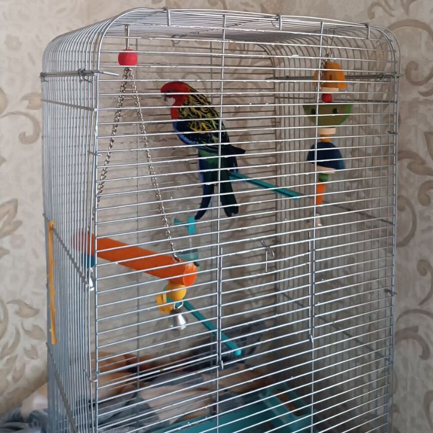 Продам попугая Розелла