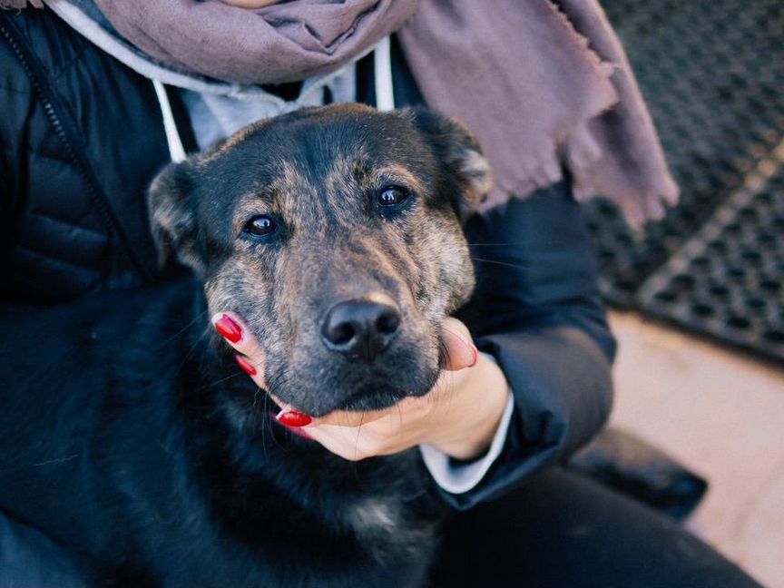 Молодой тигренок пес с грустной историей