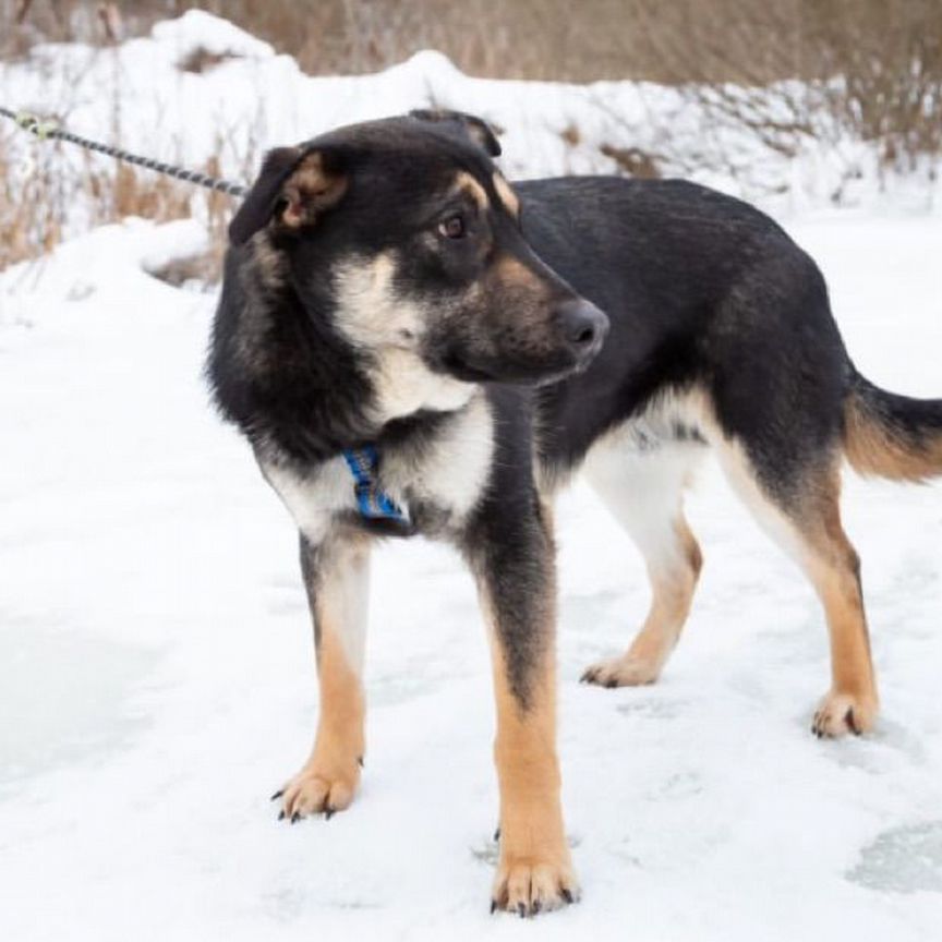 Пес в добрые руки