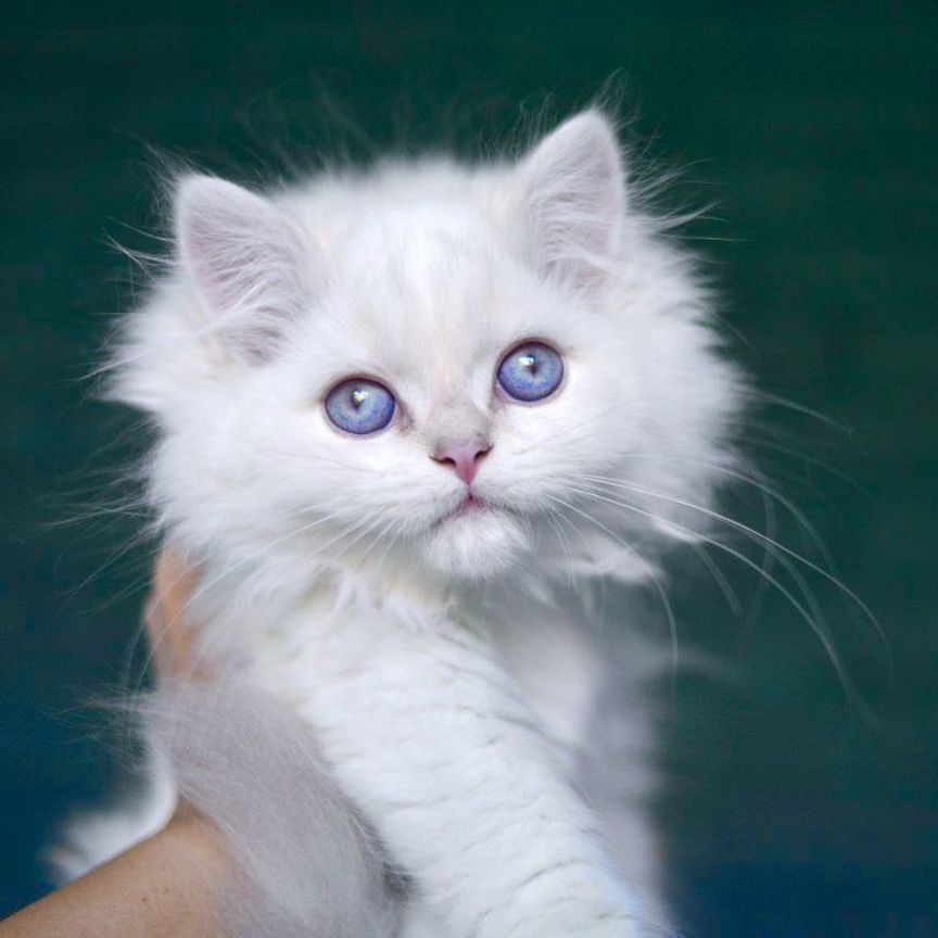 Британский котик редкого окраса
