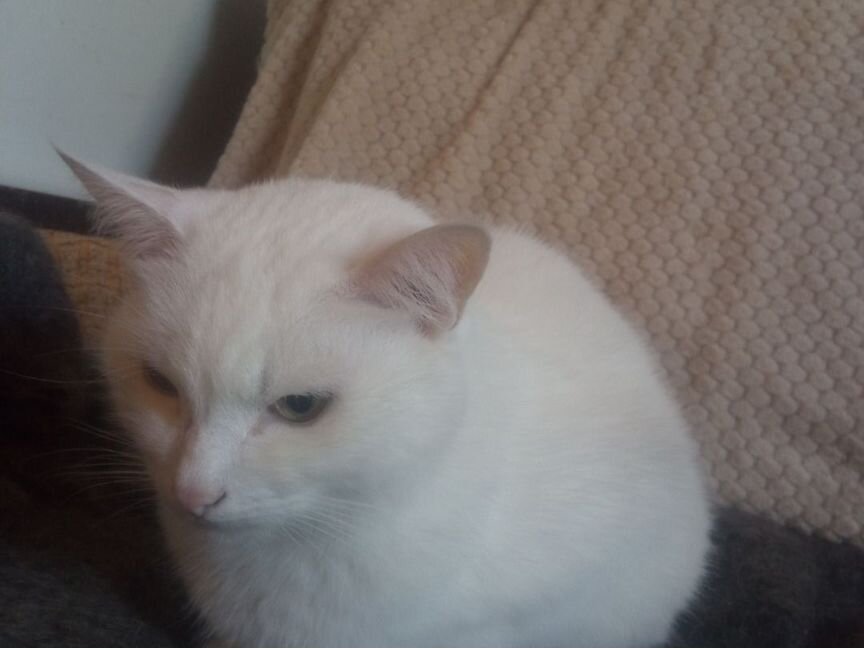 Кошка в добрые руки