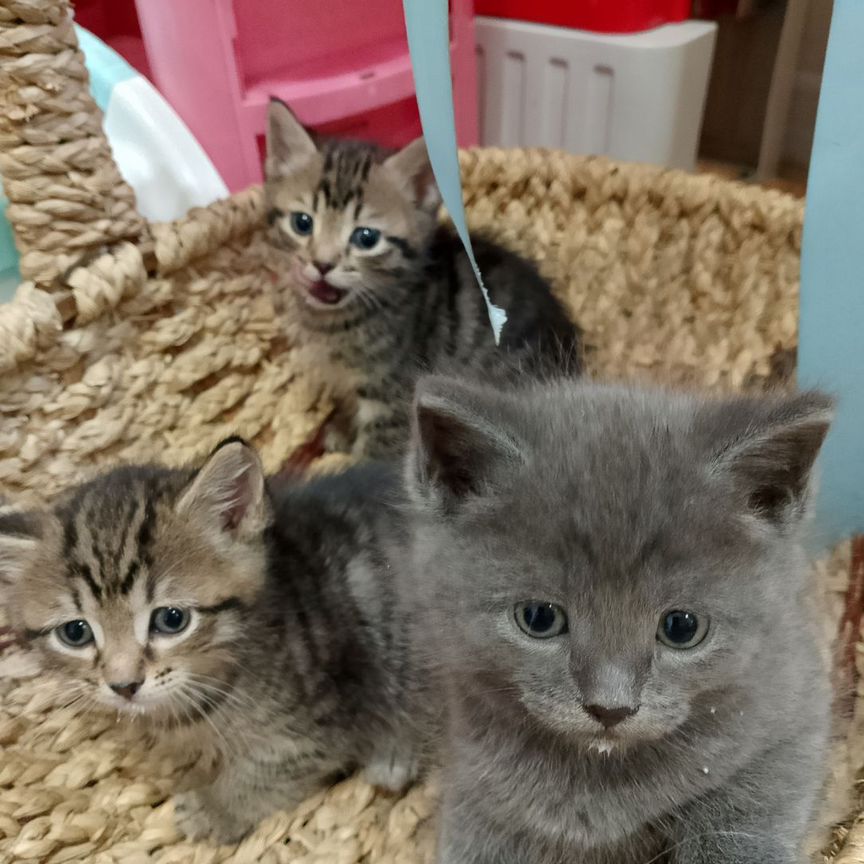 Отдам бесплатно котят