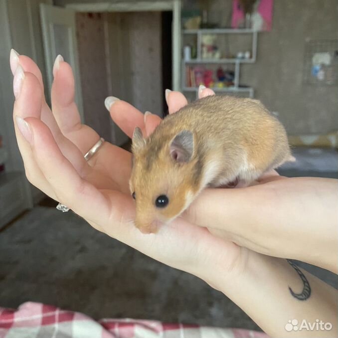 Сирийский хомяк малыш