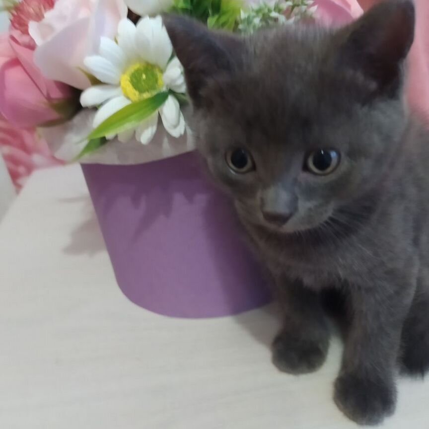 Котята в хорошие руки