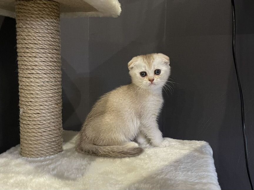 Шотландские вислоухие котята