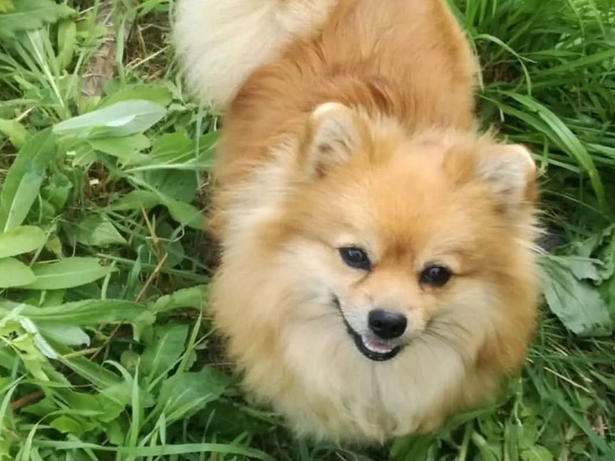 Взрослые шпицы