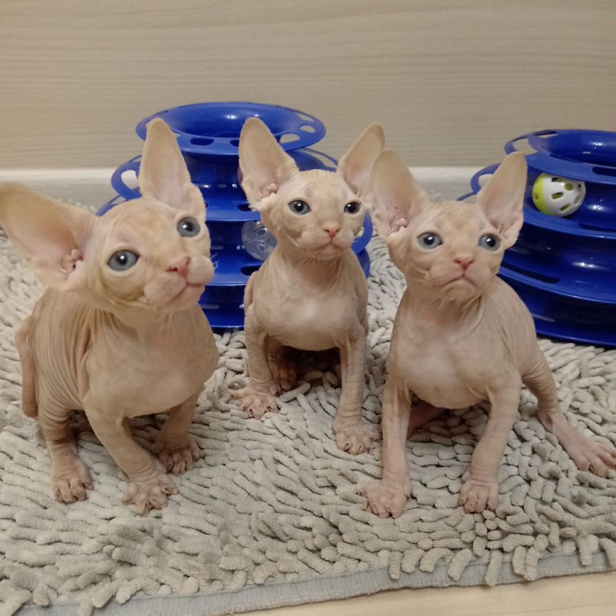 Канадский сфинкс. Котята