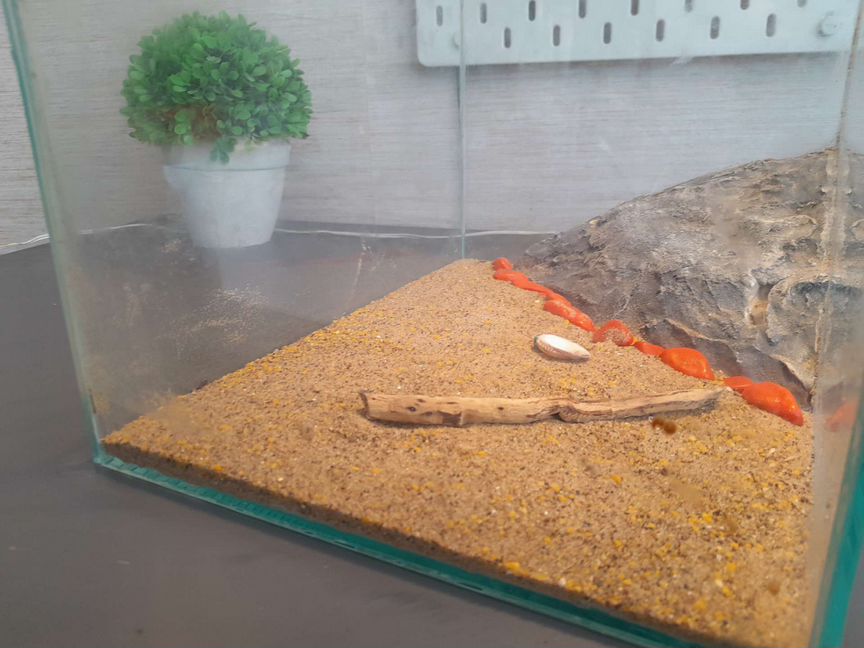 Дом для муравьёв