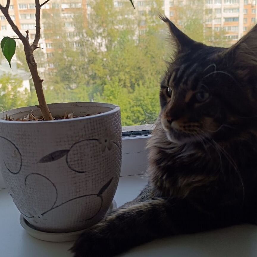 Отдам молодого кота породы мейн-кун
