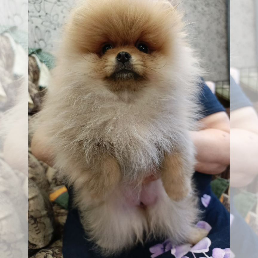 Померанский шпиц, щенок