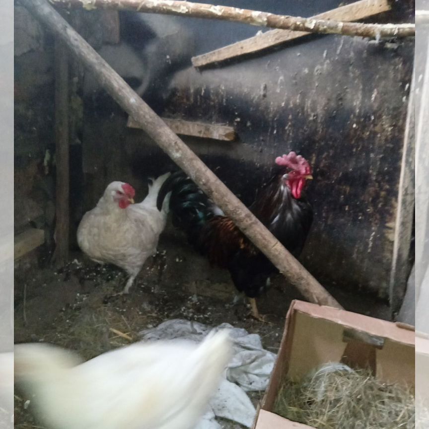 Продажа кур несушек