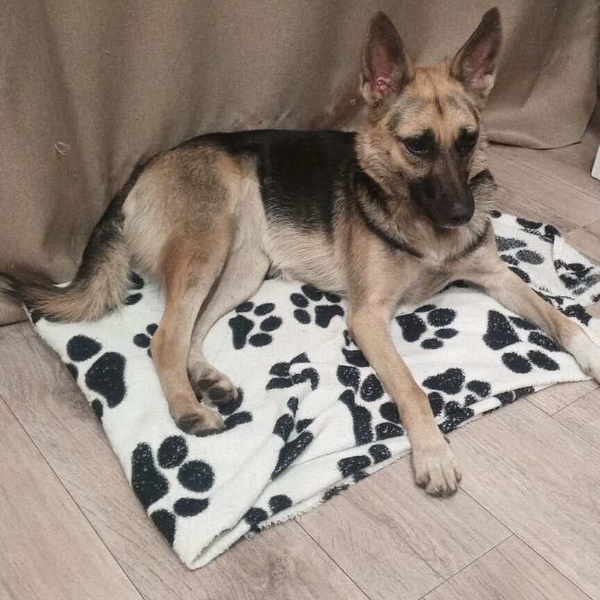 Лайка, щенок