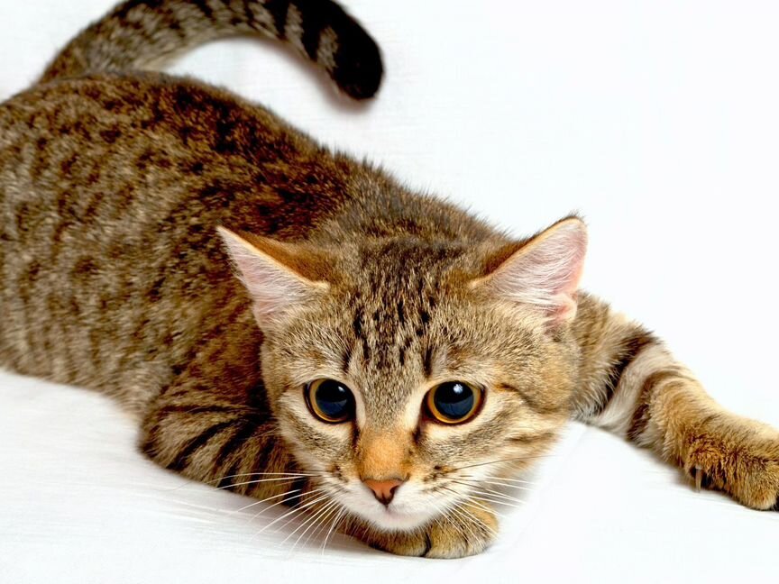 Рыська в дар