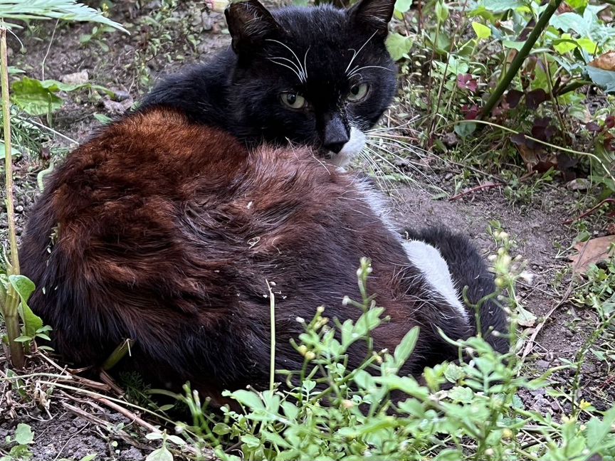 Кот нуждается в помощи