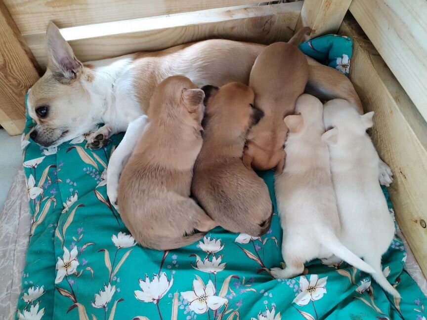 Щенки чихуахуа