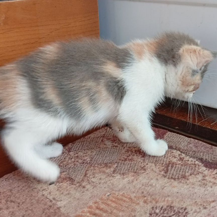 Котёнок в добрые руки