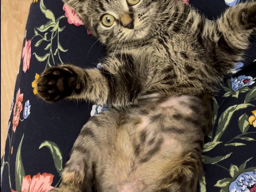 Парализованный котенок