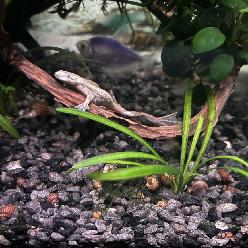 Улитки Мелания Гранифера