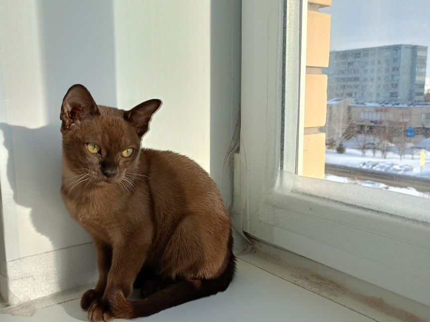 Бурманские котята соболь
