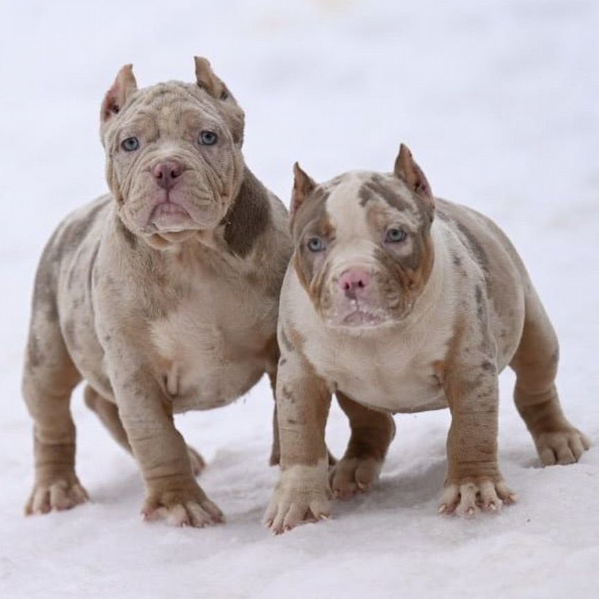 Американский булли, щенок