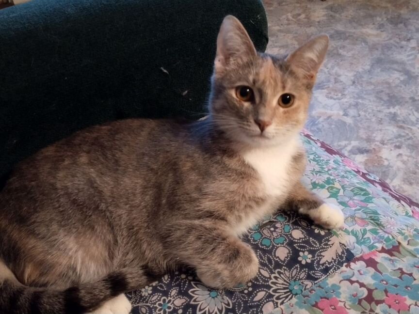 Кошка